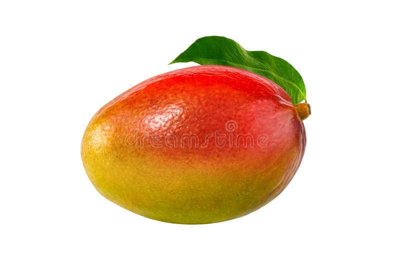 Perfect Mango with Leaf Isolated Stock Image - Image of juicy ...