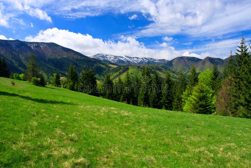 Perfect Meadow in Mountains. Stock Image - Image of fatra, grass: 24791443