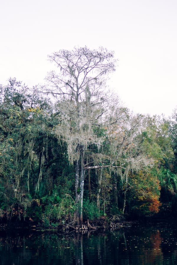 Perfect Mirror Reflection of Autumn Trees Stock Image - Image of calm ...