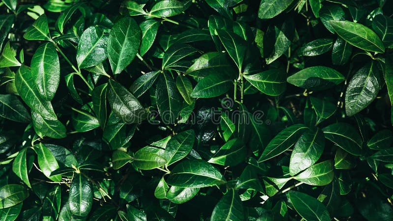 Perfect Natural Young Bush Pattern Background in Trendy Green Color ...