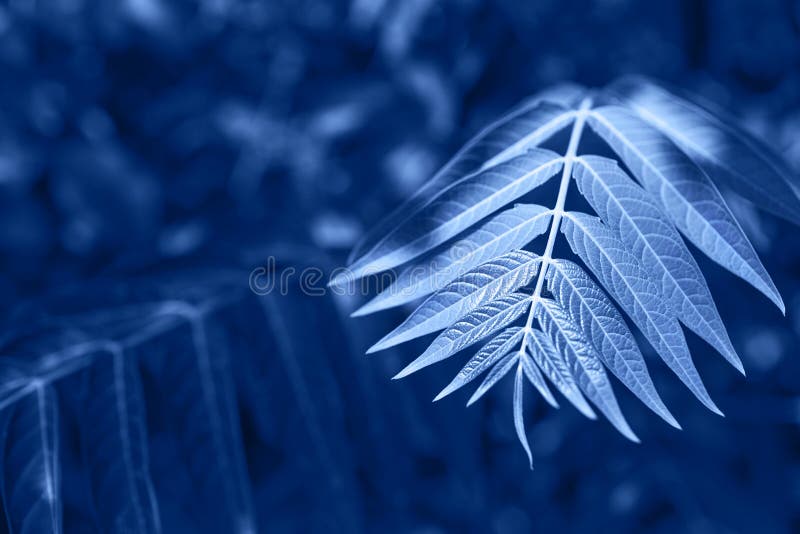 Color of the Year 2020 Classic Blue. Perfect Natural Fern Pattern ...