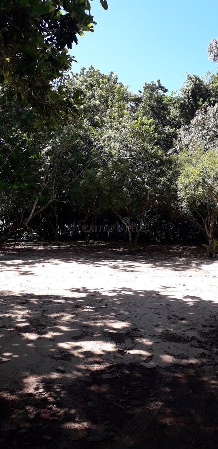 Perfect Nature on a Sunny Day Stock Image - Image of jungle, soil ...