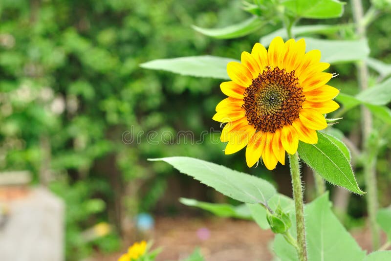 Perfect and Nice Sunflower in Garden. Stock Image - Image of farming ...