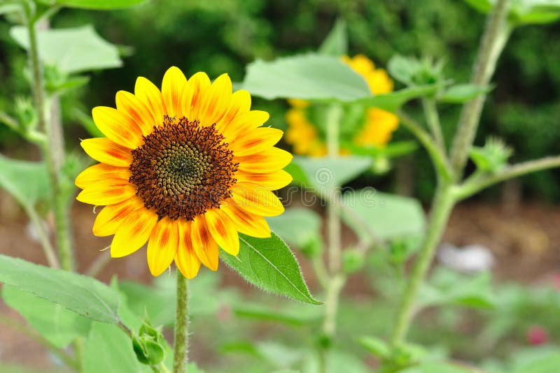 Perfect and Nice Sunflower in Garden Stock Photo - Image of farming ...