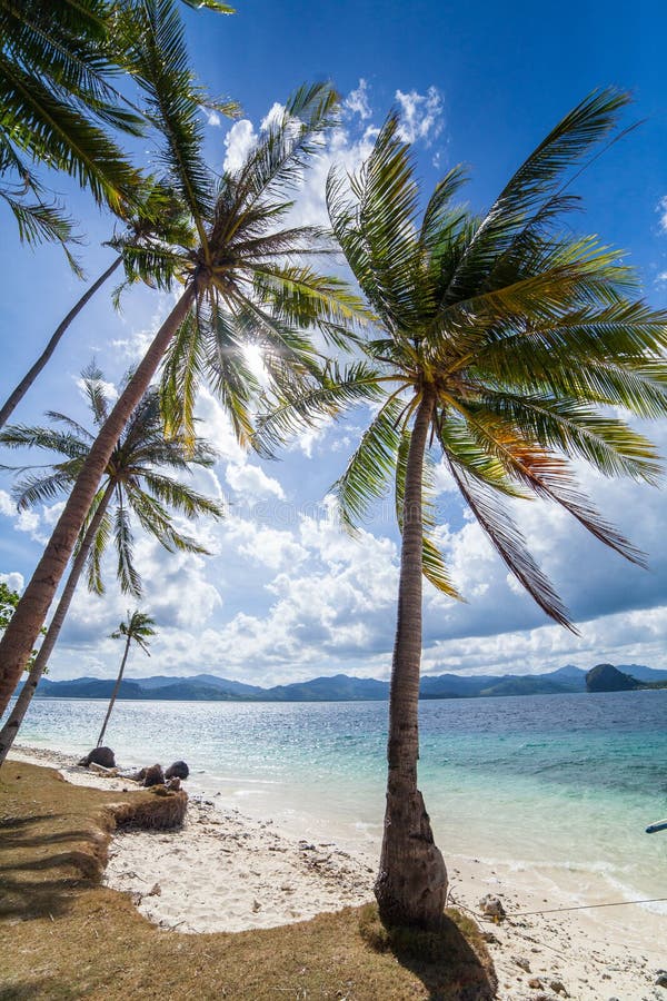 Perfect palm beach stock image. Image of tourism, philippines - 31743253