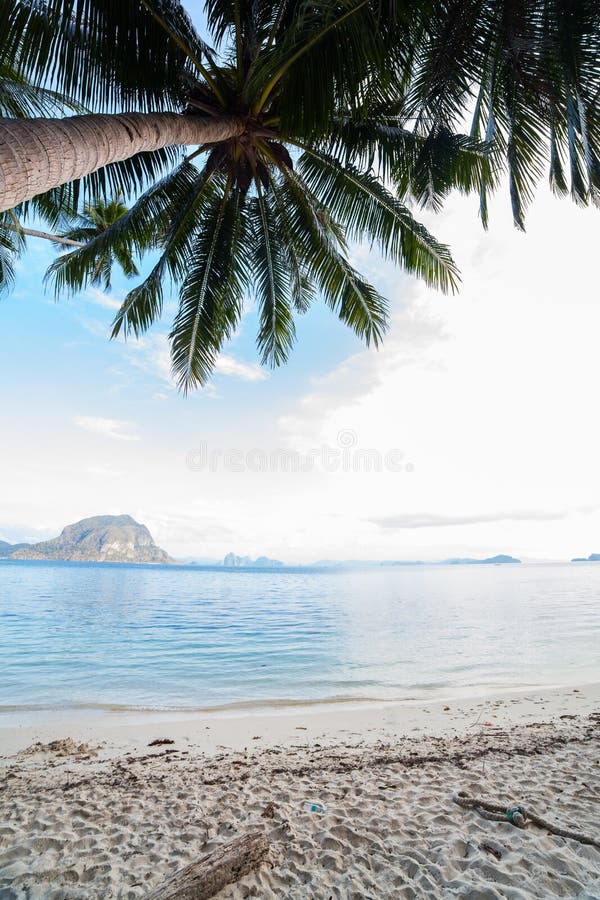 Perfect palm beach stock image. Image of summer, island - 33908935