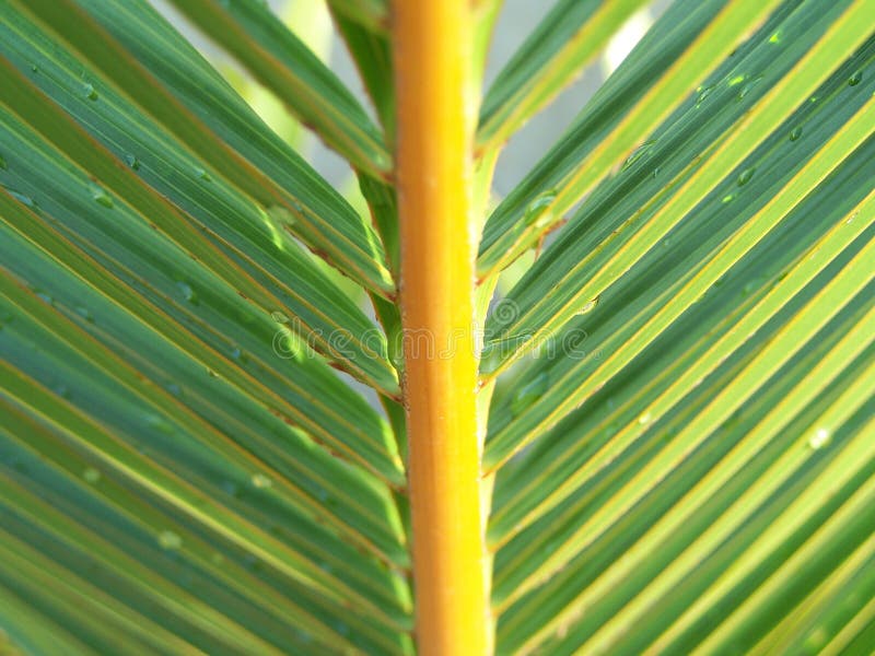 A Perfect Palm Leaf stock photo. Image of long, leaf, tropical - 924388