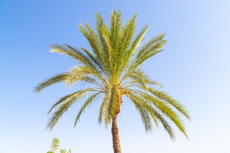 Perfect Palm Tree on a Bright Sunny Day Stock Photo - Image of ...