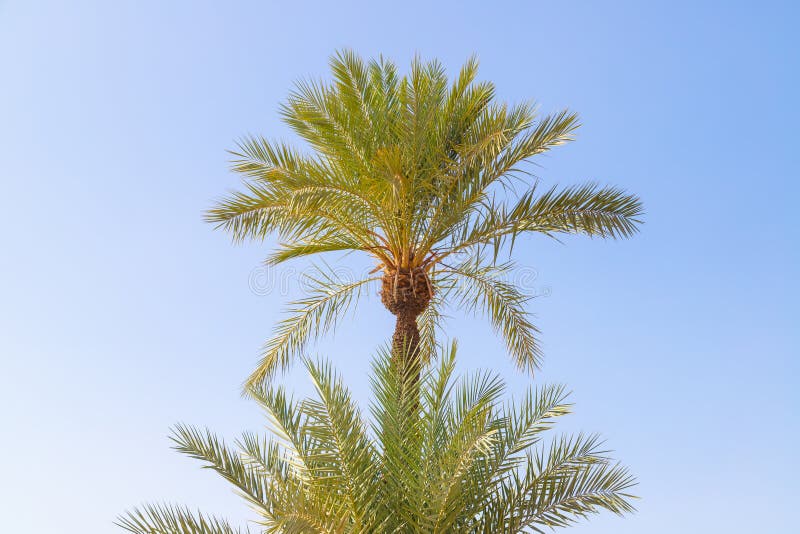 Perfect Palm Tree on a Bright Sunny Day Stock Image - Image of lots ...
