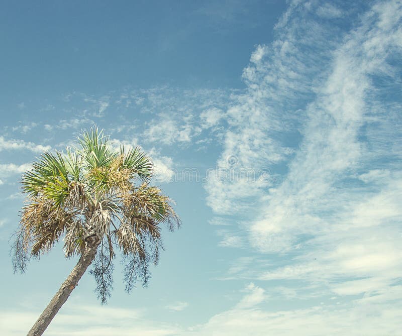 The Perfect Palm Tree on Sunny Day at the Beach Stock Photo - Image of ...