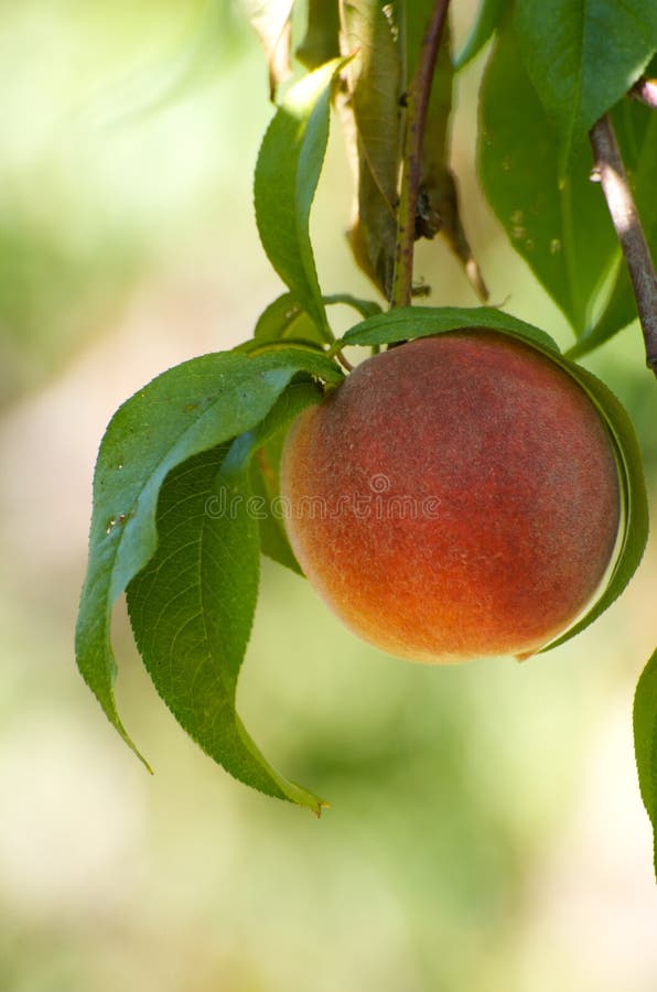 Perfect Peach stock photo. Image of ripe, tree, food, fruit - 6259018