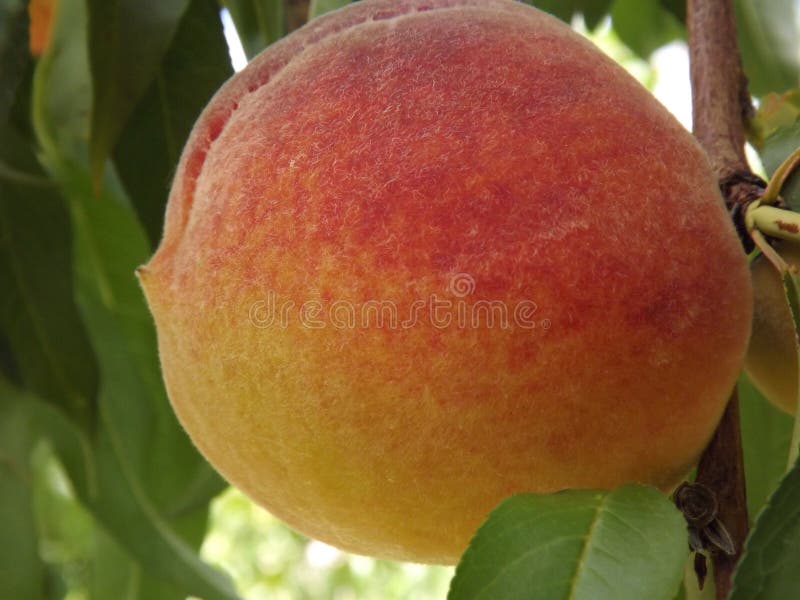 Perfect Peach Close-up stock photo. Image of peach, limb - 130503252