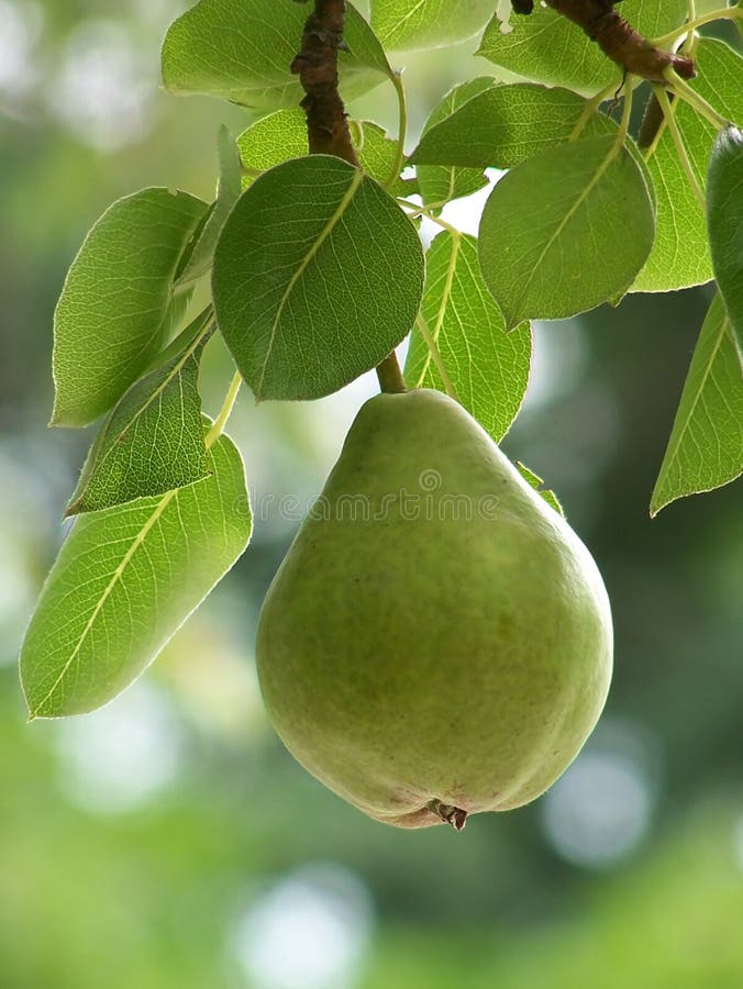 Perfect Pear stock image. Image of branch, ripe, produce - 2818165