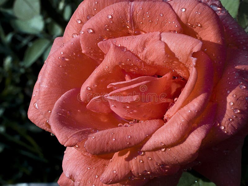 Perfect Pink Rose in the Rain Stock Image - Image of flora, botany ...