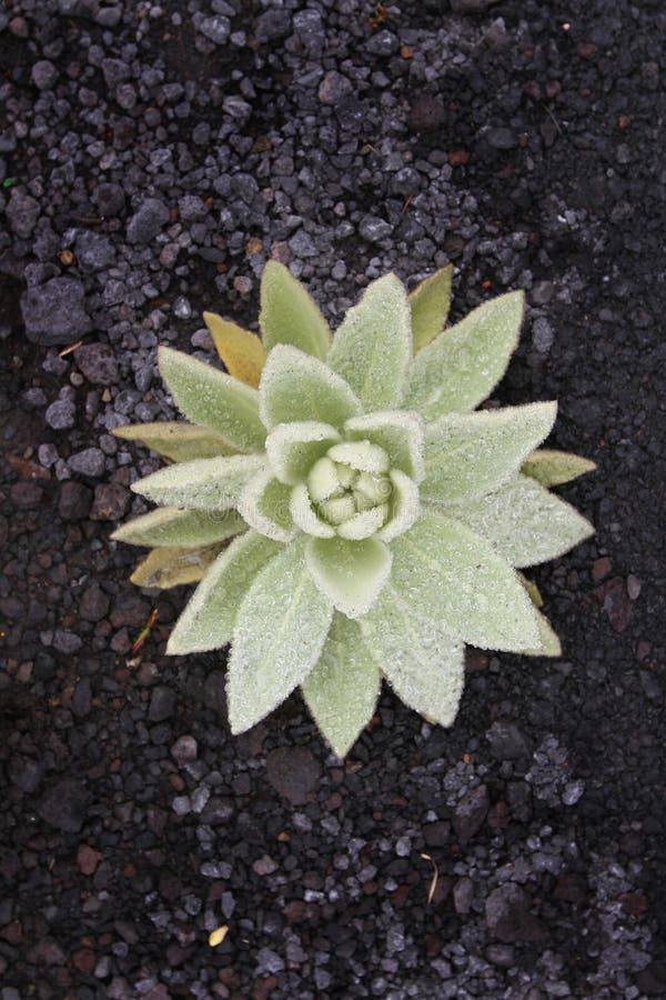 Perfect Plant stock photo. Image of dark, beautiful, black - 17297768