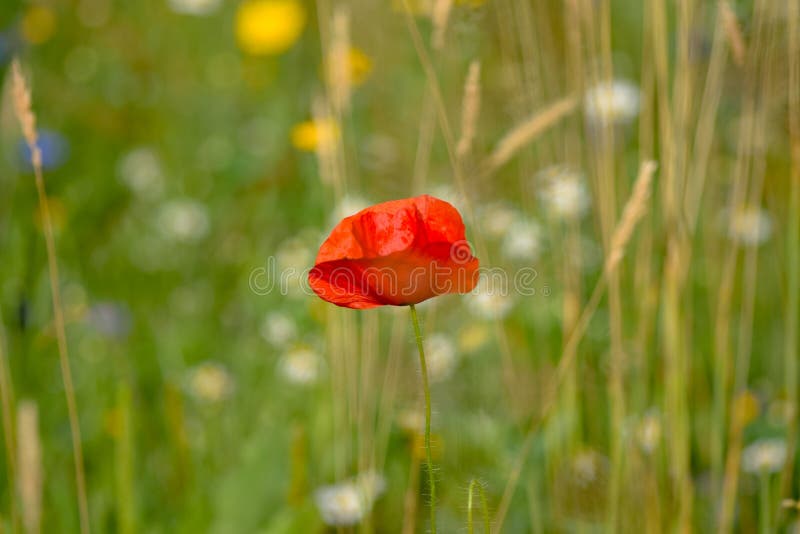 Perfect Poppy stock photo. Image of perfect, cheshire - 123531452