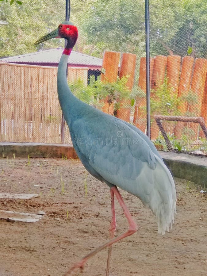 Birds stock image. Image of animals, nature, pose, giving - 125257035