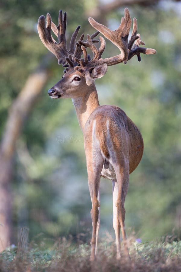 Non Typical Deer Stock Images - Download 302 Royalty Free Photos