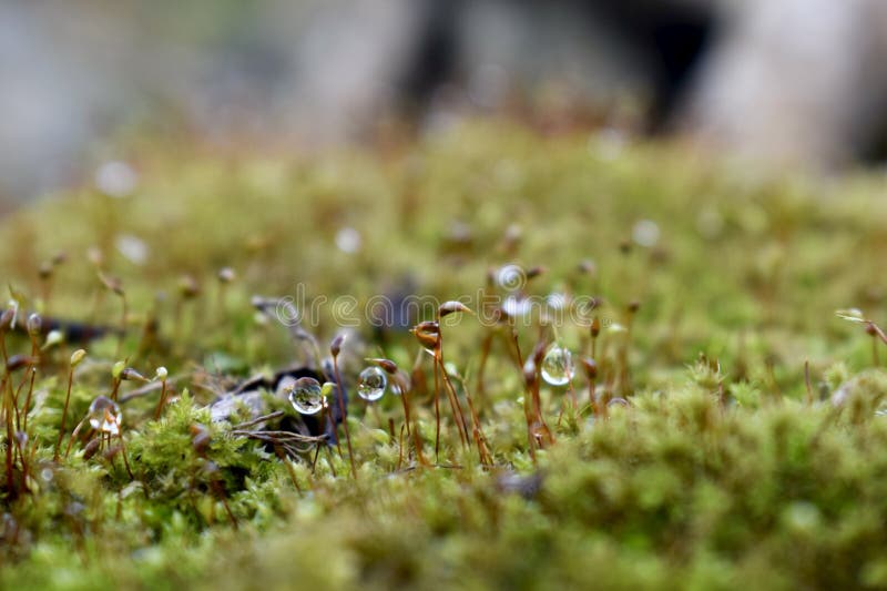 Perfect Rain Droplets on Wet Moss Stock Photo - Image of droplets ...