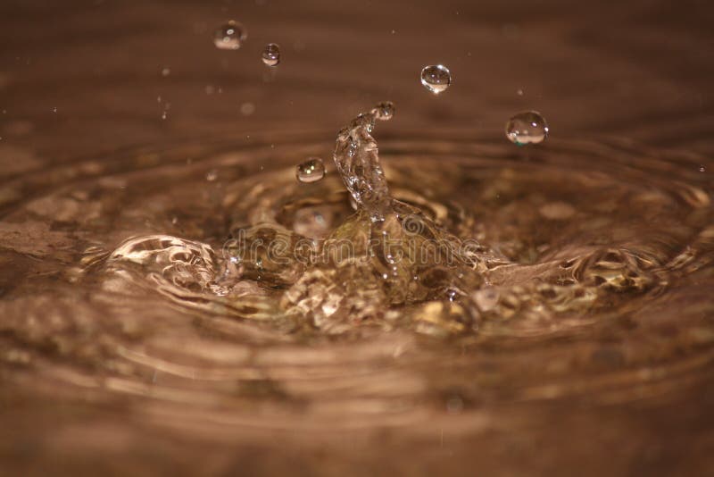 Perfect Rain water drops stock photo. Image of bird - 117046512