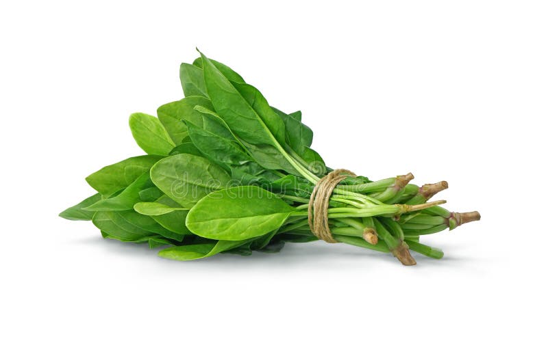 Perfect Raw Spinach Isolated Stock Image - Image of herb, isolated ...