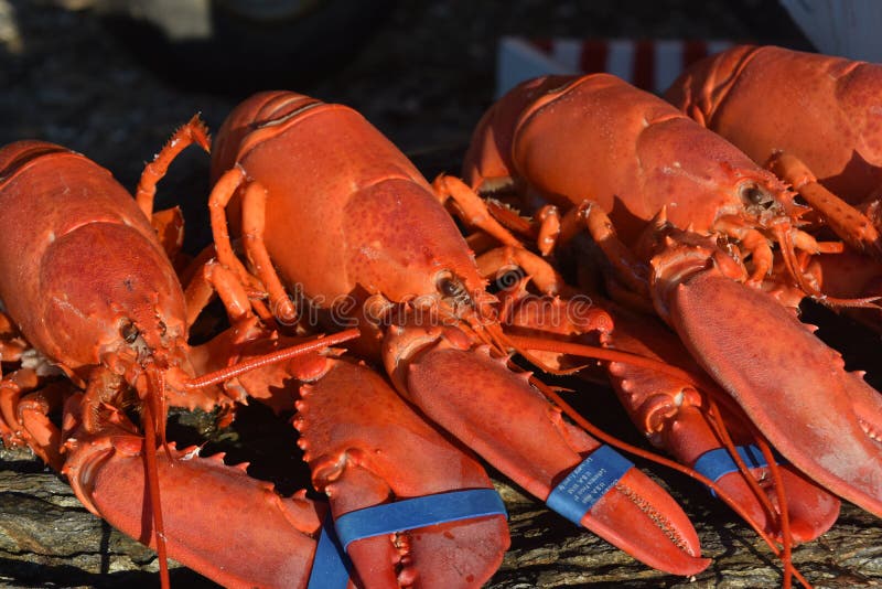 Perfect Red Cooked Lobsters for a Summer Picnic Stock Image - Image of ...