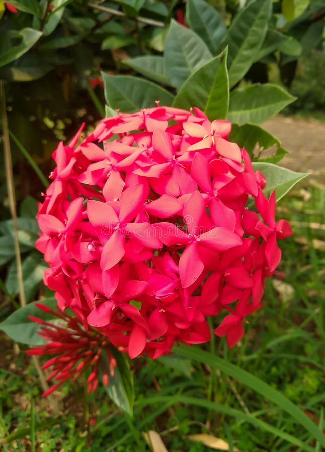 The Perfect Red Flower is Still Intact Stock Image - Image of garden ...