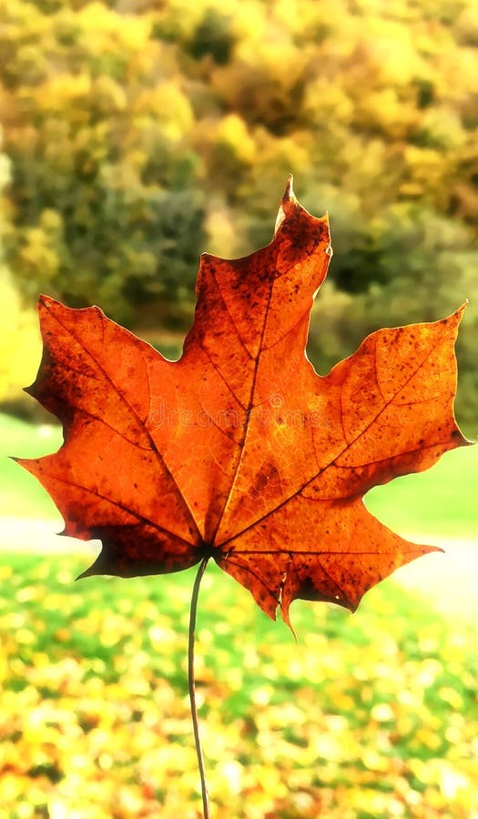 A Perfect Red Maple Leaf, in the Middle of a Stretch of Hills and Green ...