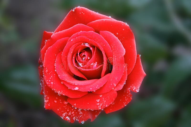 Perfect Red Rose Picture. Image: 4892527