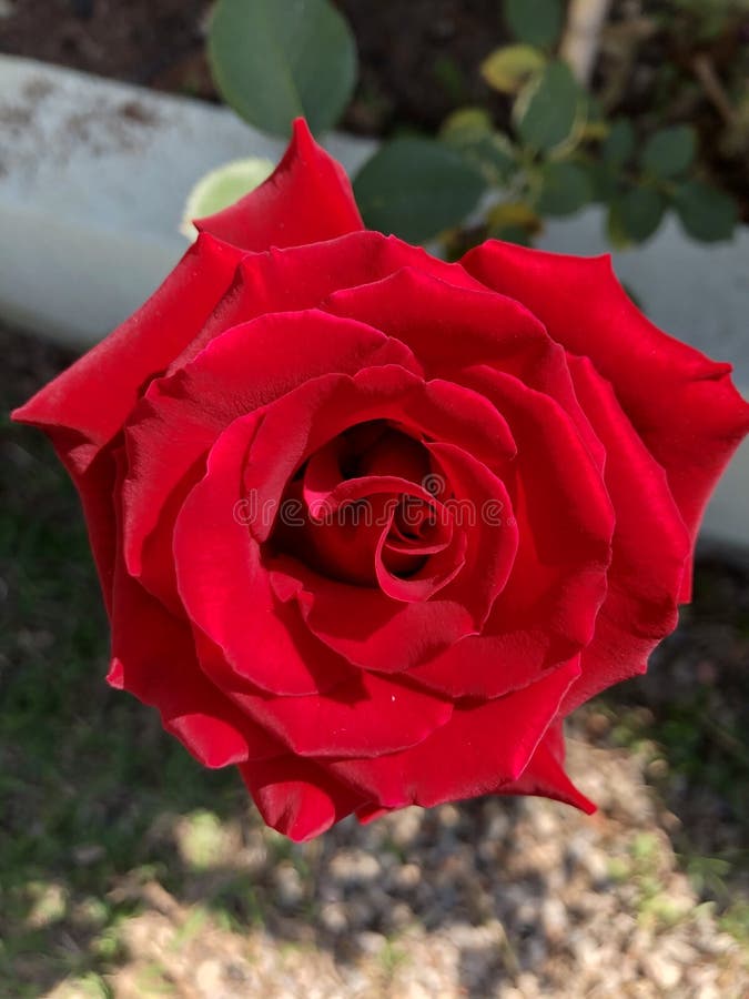 The perfect red rose stock image. Image of wild, rose - 160320629