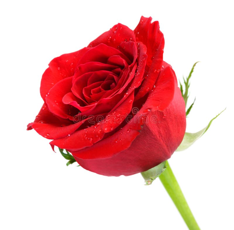 Perfect red rose stock photo. Image of romantic, flowers - 59642992