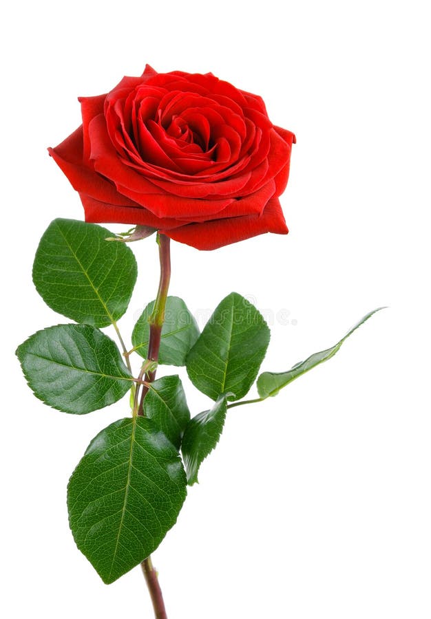 Perfect red rose on white stock photo. Image of isolated - 22848986