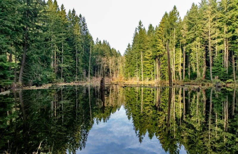 Perfect Reflection of a Pine Forest in a Pond Stock Photo - Image of ...