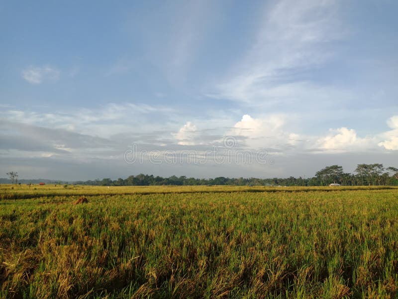 Perfect Rice Field View after Harvest Time Stock Photo - Image of cloud ...