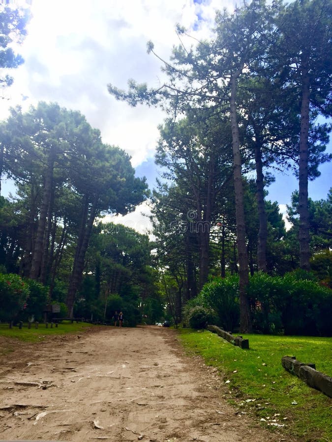 Perfect road stock image. Image of road, perfect, trees - 117845449