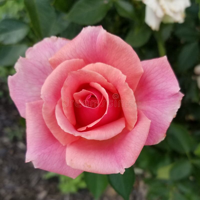 Perfect rose ice-cream stock image. Image of yummy, rose - 232230651