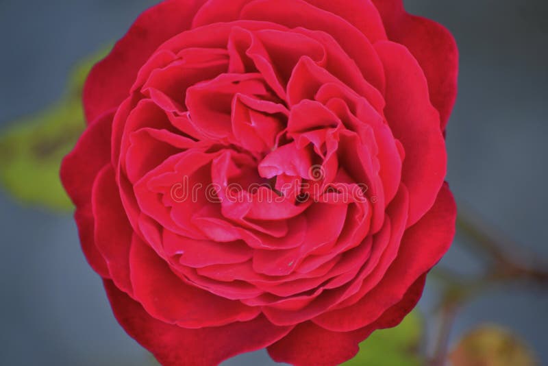 Perfect rose stock image. Image of petal, valentine - 100809873