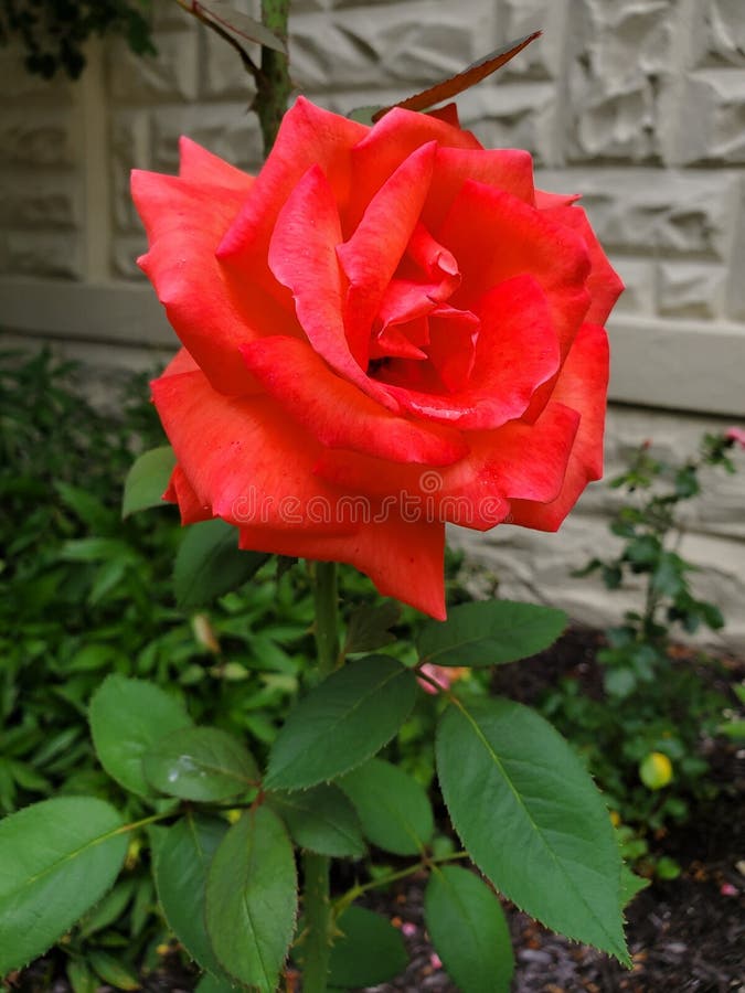 Perfect rose stock image. Image of bush, love, details - 648561