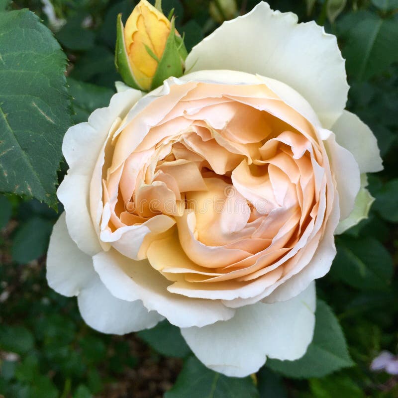 Perfect red rose on white stock photo. Image of isolated - 22848986