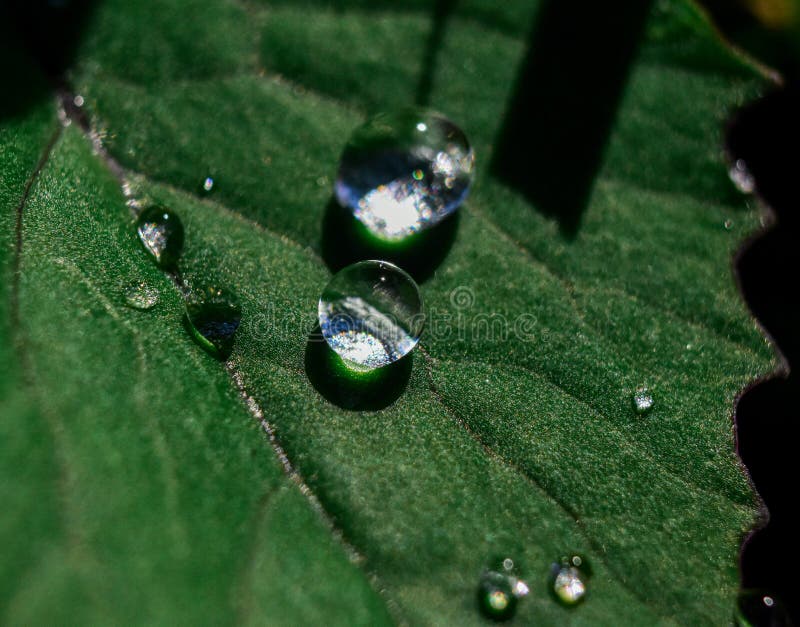 Dew drops in the sun stock photo. Image of glistening - 205910924