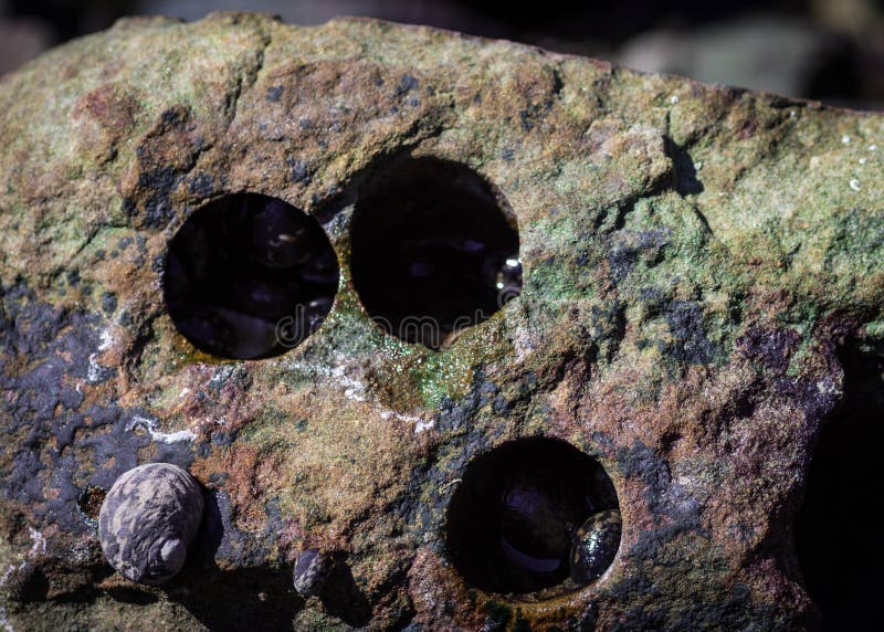 Perfect Round Holes in a Sea Rock or Sea Stone Caused by Sea Shells ... Perfect Round Holes in a Sea Rock or Sea Stone Caused by Sea Shells ...