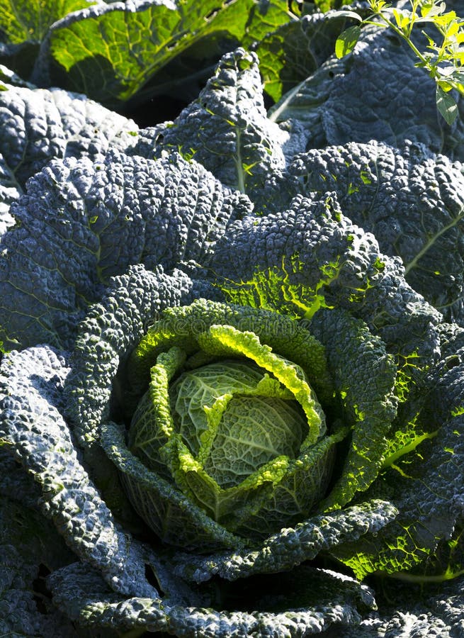 Perfect savoy cabbage stock image. Image of garden, vegan - 61305191