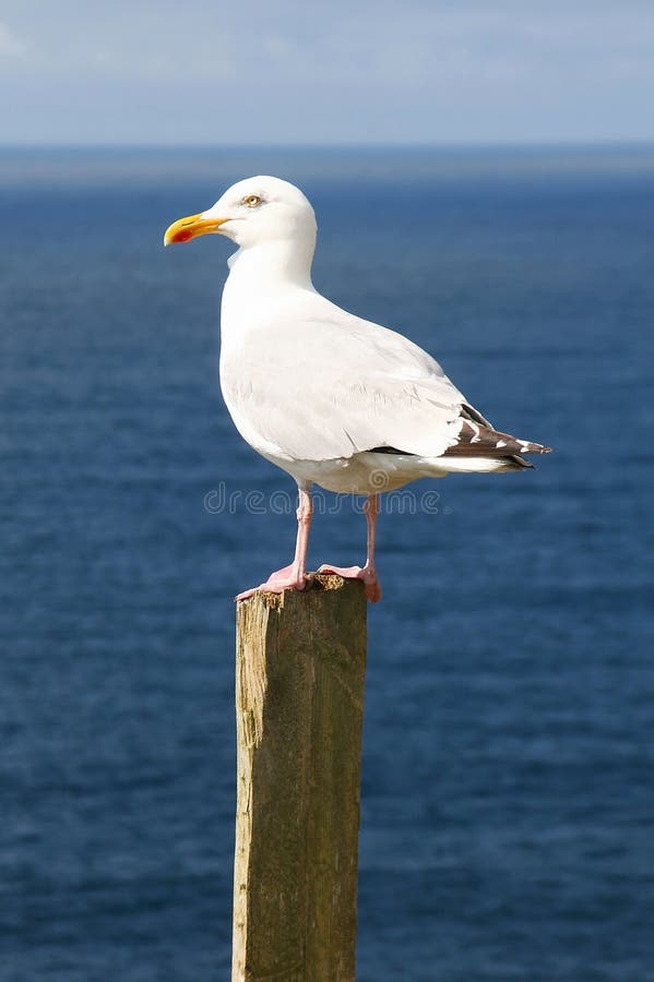 1+ Seagall Free Stock Photos - StockFreeImages