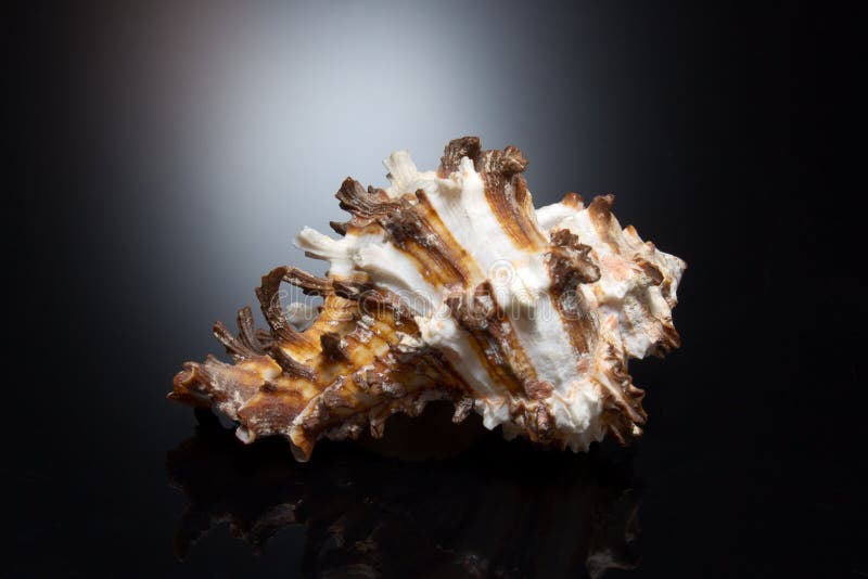 Looking for Perfect Vacation Stock Image - Image of relax, caucasian ...