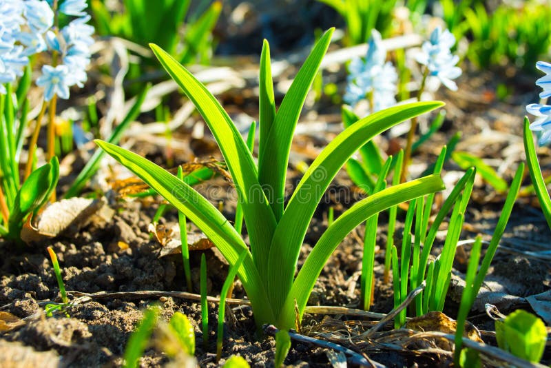 Spring Blooming Green Grass Side View. Spring Background Stock Photo ...