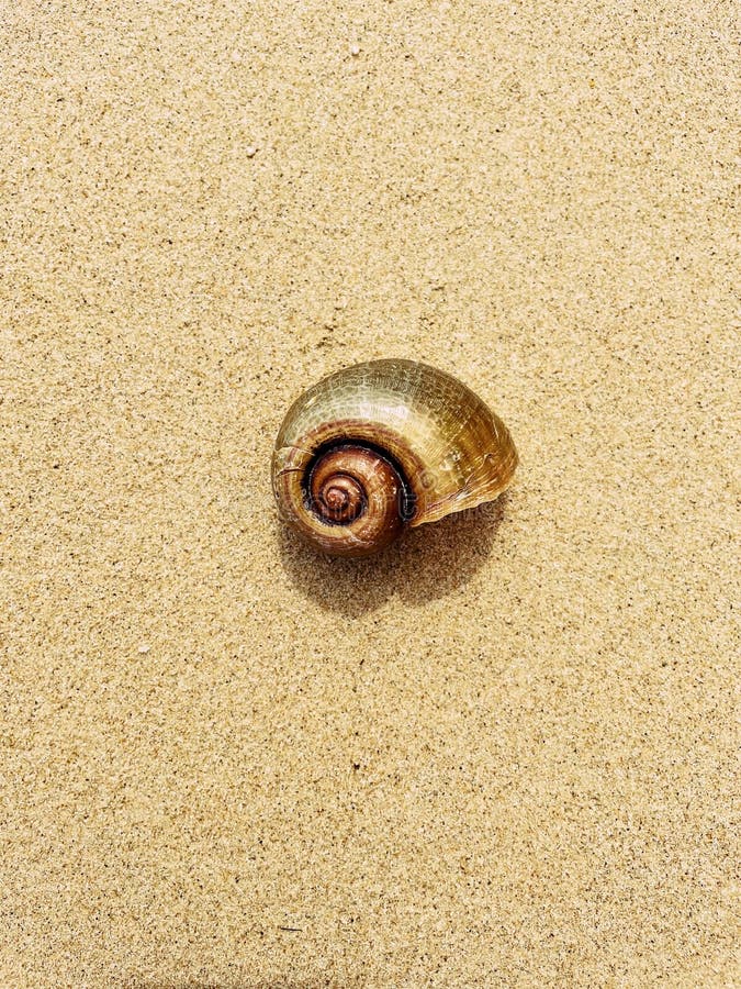 A Perfect Shell on the Sand on the Beach Stock Photo - Image of shell ...