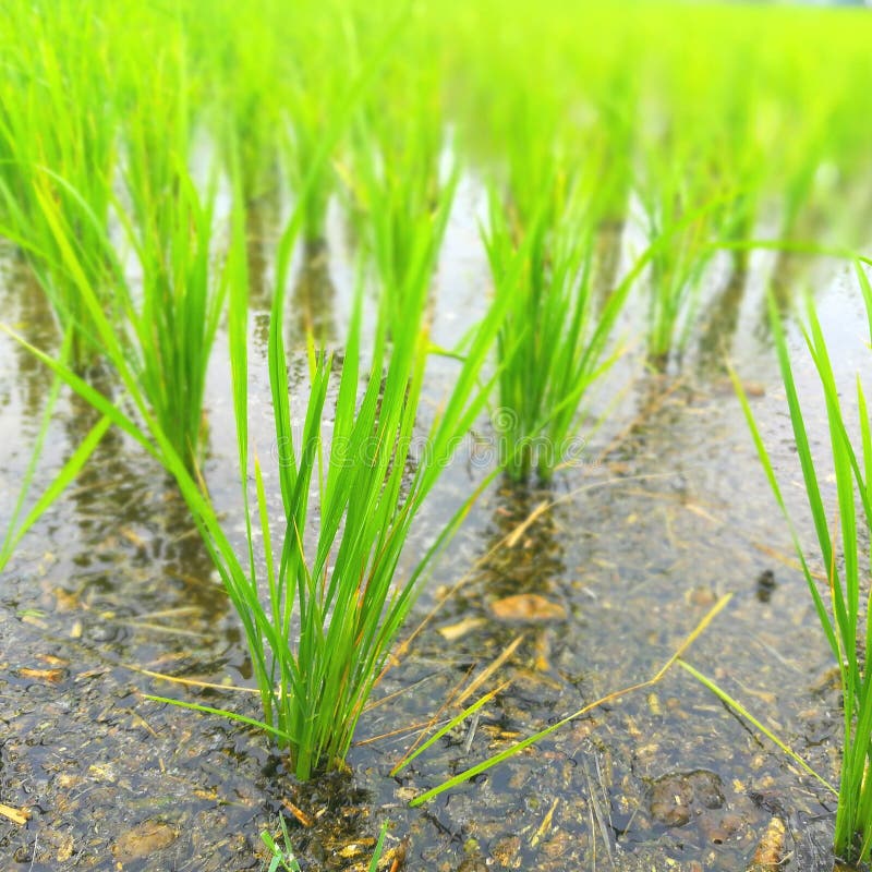 Perfect shot stock photo. Image of shot, marvelous, perfect - 108245798