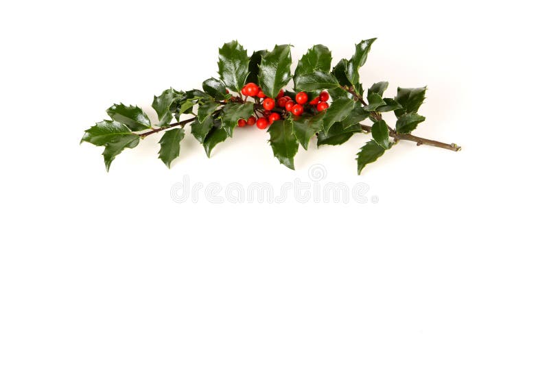 Perfect Sprig of Holly stock image. Image of fresh, green - 16181481