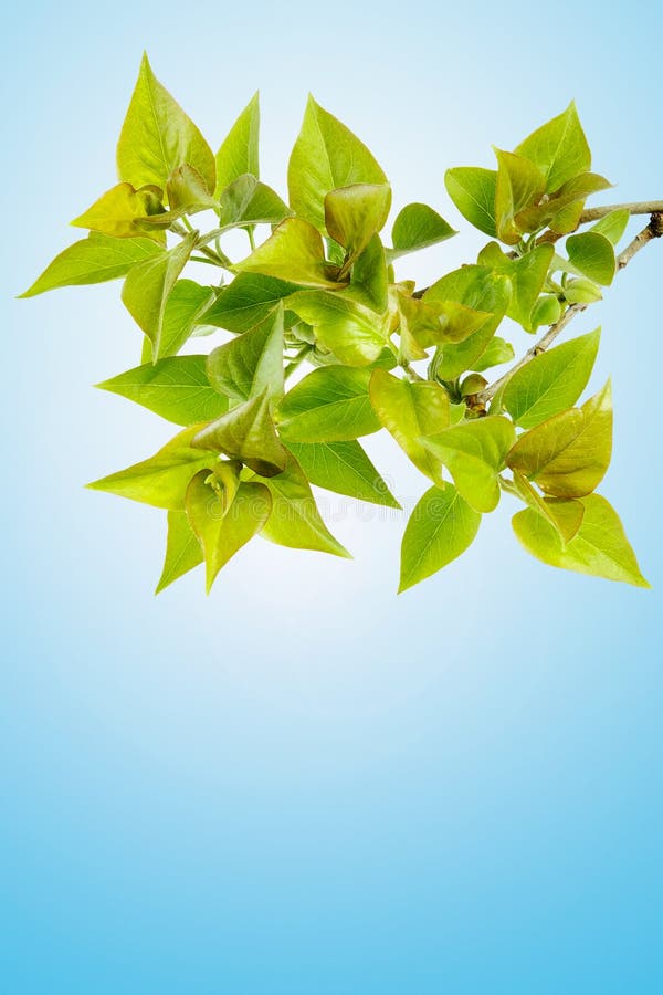 Perfect spring foliage stock photo. Image of growth, decoration - 2348408