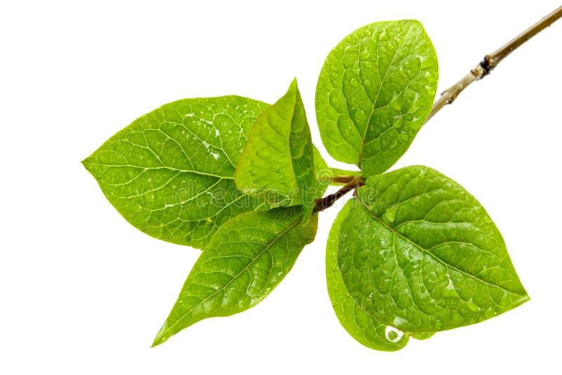 Perfect spring foliage stock photo. Image of element, isolated - 2355376